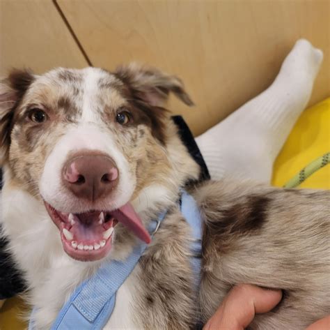 귀여운 보더콜리나 보세요 Battlepage