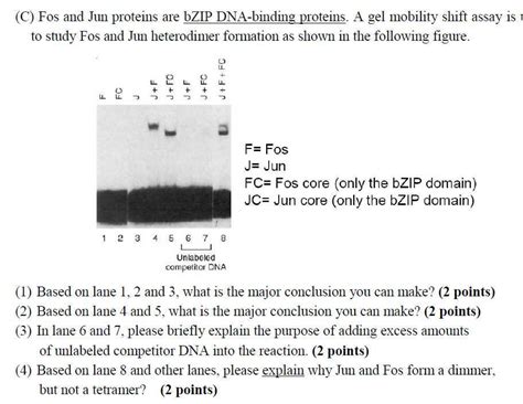 Solved C Fos And Jun Proteins Are Bzip Dna Binding