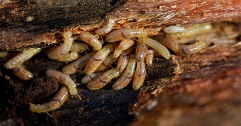 What Is The Lifecycle Of Termites