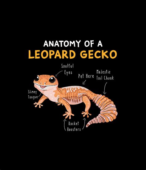 Anatomy Of A Gecko