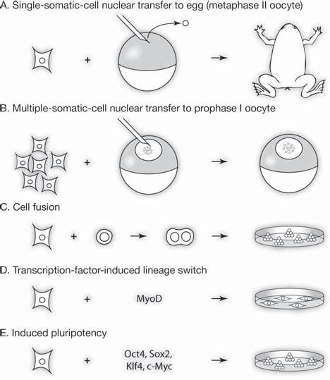 Nuclear Reprogramming Strategies A Nuclear Reprogramming By Nt Download Scientific Diagram