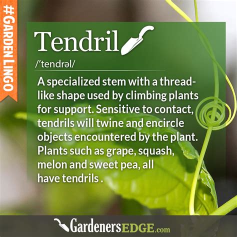 Tendril Stem