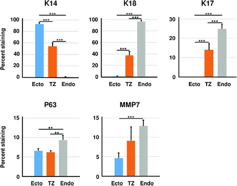 Quantitative Analysis Of Cell Marker Expression By Epithelial Cells
