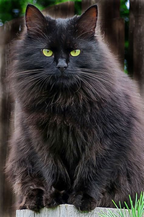 Cute Fluffy Cat Black