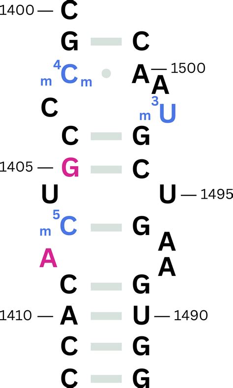 Biological Cost Of Aminoglycoside Resistance Arm Kam S RRNA Methyltransferases From Natural