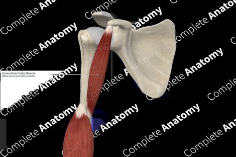 Coracobrachialis Muscle Complete Anatomy
