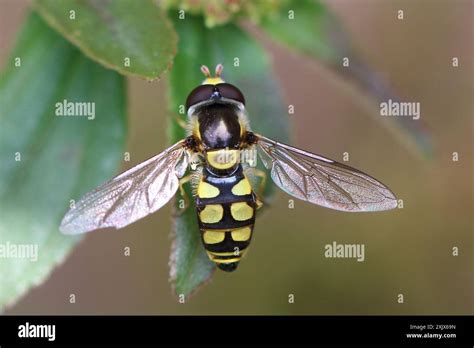 Yellow Shouldered Stout Hover Fly Simosyrphus Grandicornis Insecta