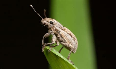 Whitefringed Weevil Cesar Australia