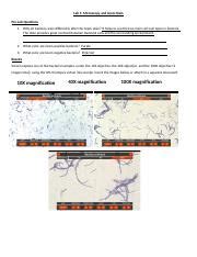 Lab1 Microscopy Gram Stain Worksheet 1 Docx Lab 1 Microscopy And Gram Stain Pre Lab Questions