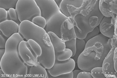 Fluorescence Microscopy Platform Research Infrastructure