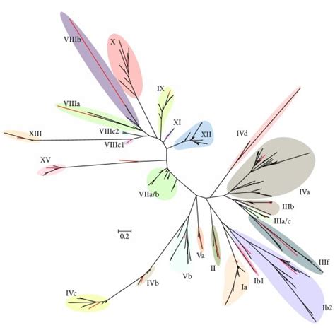 Pdf A Classification Of Basic Helix Loop Helix Transcription Factors