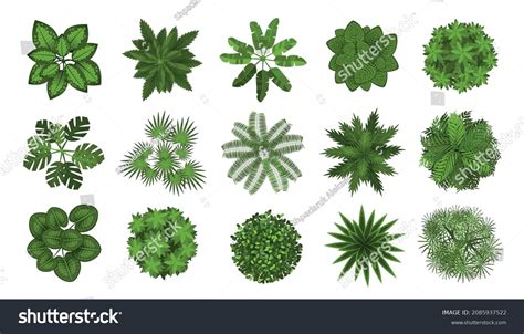 Trees Top View Different Plants Trees Stock Vector Royalty Free Shutterstock
