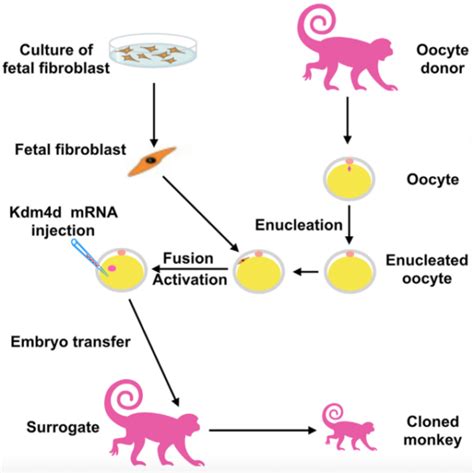 Cloning Unraveling The Science Ethics And Potential Applications Education In Future