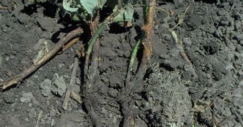 What Is Crown Rot And How To Treat It