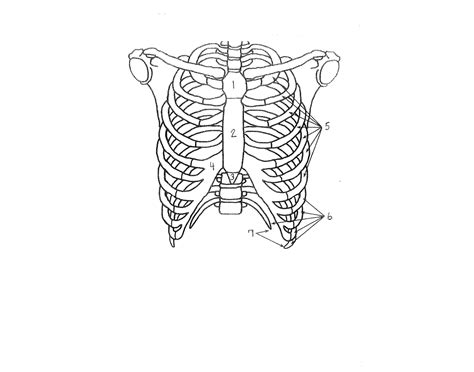 Skeletal Labeling Thoracic Cavity Quiz