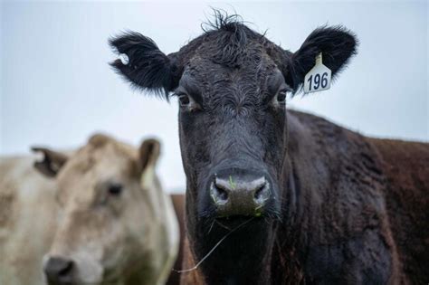 Premium Photo | Close up of cows in the field angus and murray grey ...