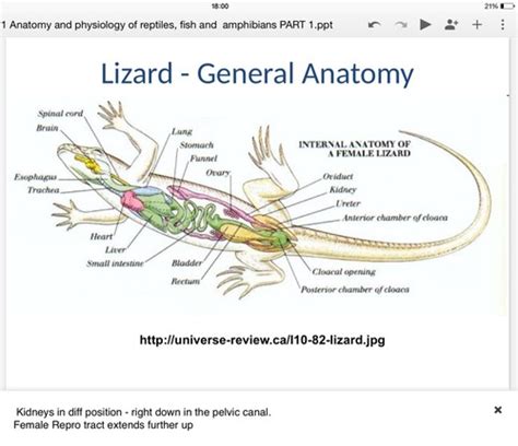 Herp Lizards Images Flashcards Quizlet