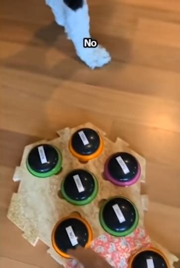 은근히 섬뜩한 집 안에 누가 있다고 얘기하는 강아지 인스티즈 Instiz 이슈 카테고리