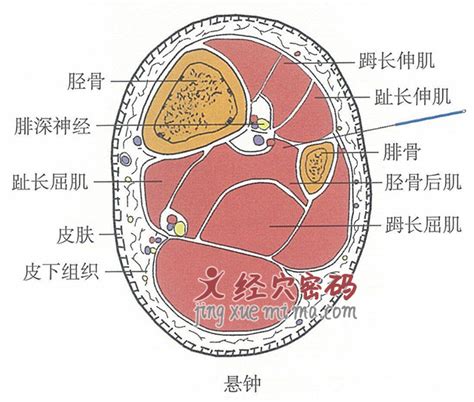 悬钟的准确位置图片悬钟穴位的作用和功效经穴密码网