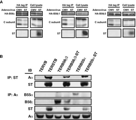 Identification Of Specific PP2A Complexes Involved In Human Cell Transformation Cancer Cell