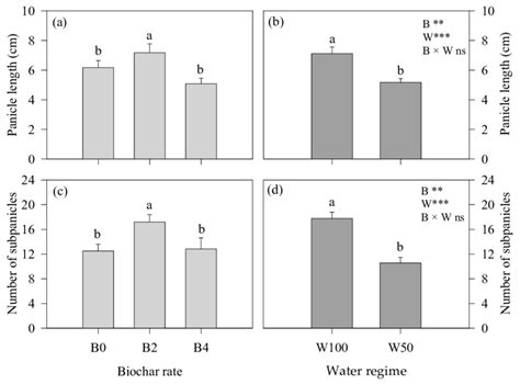 Yield Contributing Traits Including Panicle Length And Number Of