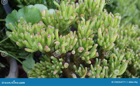 Beautiful Exotic Rare Crassula Ovata Gollum Finger Jade Plant From A