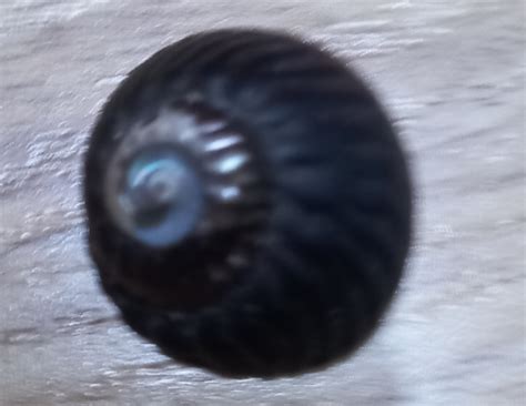 앵무조개껍데기맞나요 지식in