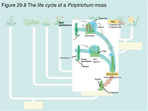 Ppt Announcements Powerpoint Presentation Free Download Id 3833979