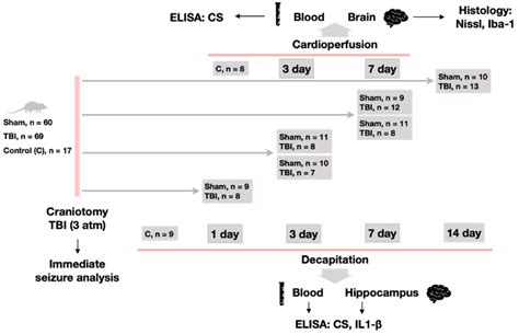 The Design Of The Experiment Download Scientific Diagram
