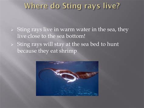 Ppt Stinging Stingrays Powerpoint Presentation Free Download Id2534792