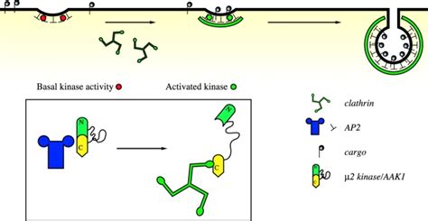 Model For The Role Of Clathrin Activation Of The μ2 Kinase Ap2 Download Scientific Diagram