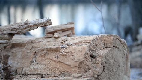 Lumberjack Chopping Wood With Axe Stock Footage Video Shutterstock