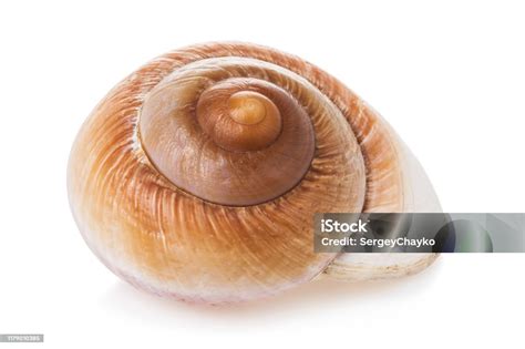흰색 배경에 격리 된 나선형 조개 달팽이 클로즈업 누적 된 사진 0명에 대한 스톡 사진 및 기타 이미지 0명 감금 상태 기념품 Istock