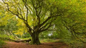 Understanding Tree Based Models A Simple Guide Python Bloggers
