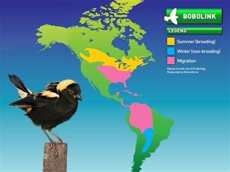 Ten Things You Didnt Know About Bobolinks Earth Rangers Ten Things You Didnt Know About Bobolinks Earth Rangers