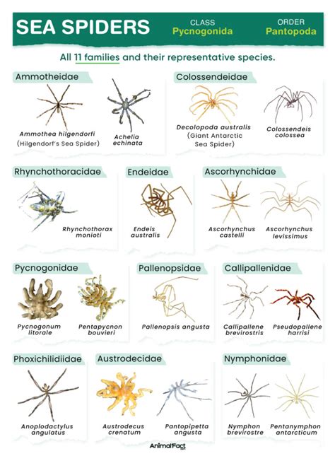 Sea Spiders Facts Size Habitat Diet Types And Pictures