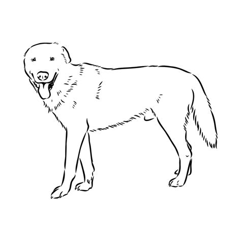 Premium Vector Akbash Dog Hand Drawing Vector Illustration Isolated