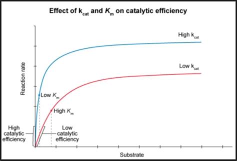 Slope And Catalytic Efficiency Question R Mcat