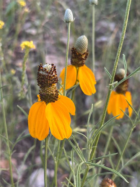Ratibida Columnifera Our Native Plants