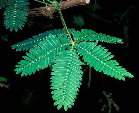 16 Health Benefits Of Sensitive Plant Touch Me Not Health Benefits