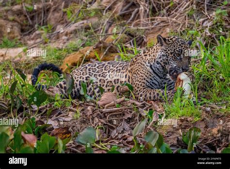 A Female Jaguar Panthera Onca Is Eating A Yacare Caiman At One Of The