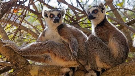 Lemurs A Diverse Group Of Endangered Primates Live Science