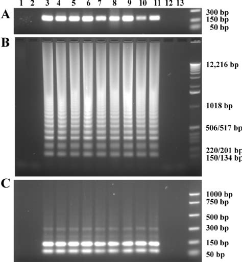 Specificity Of Rt Lamp For Tonstv Detection Lane 1 Rna Sample From A Download Scientific