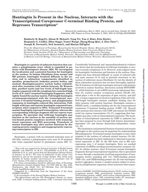 Pdf Huntingtin Is Present In The Nucleus Interacts With The Transcriptional Corepressor C