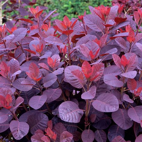 Cotinus Royal Purple Smoke Bush Gardeners Dream