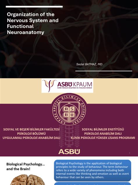 Organization Of The Nervous System And Functional Neuroanatomy Pdf Nerve Nervous System
