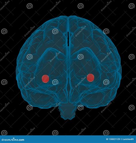 Medically Illustration Of The Amygdaloid Body 3d Render Stock Illustration Illustration Of