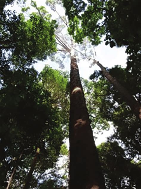 3 View Of Koompassia Excelsa Tualang From The Base From