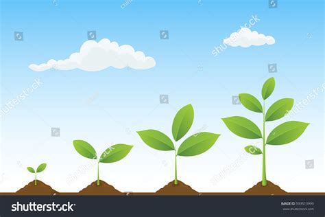 Infographic Planting Tree Seedling Gardening Plant Stock Vector Royalty Free