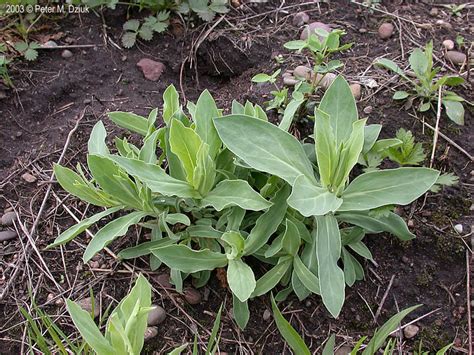 Silene Csereii Balkan Catchfly Minnesota Wildflowers